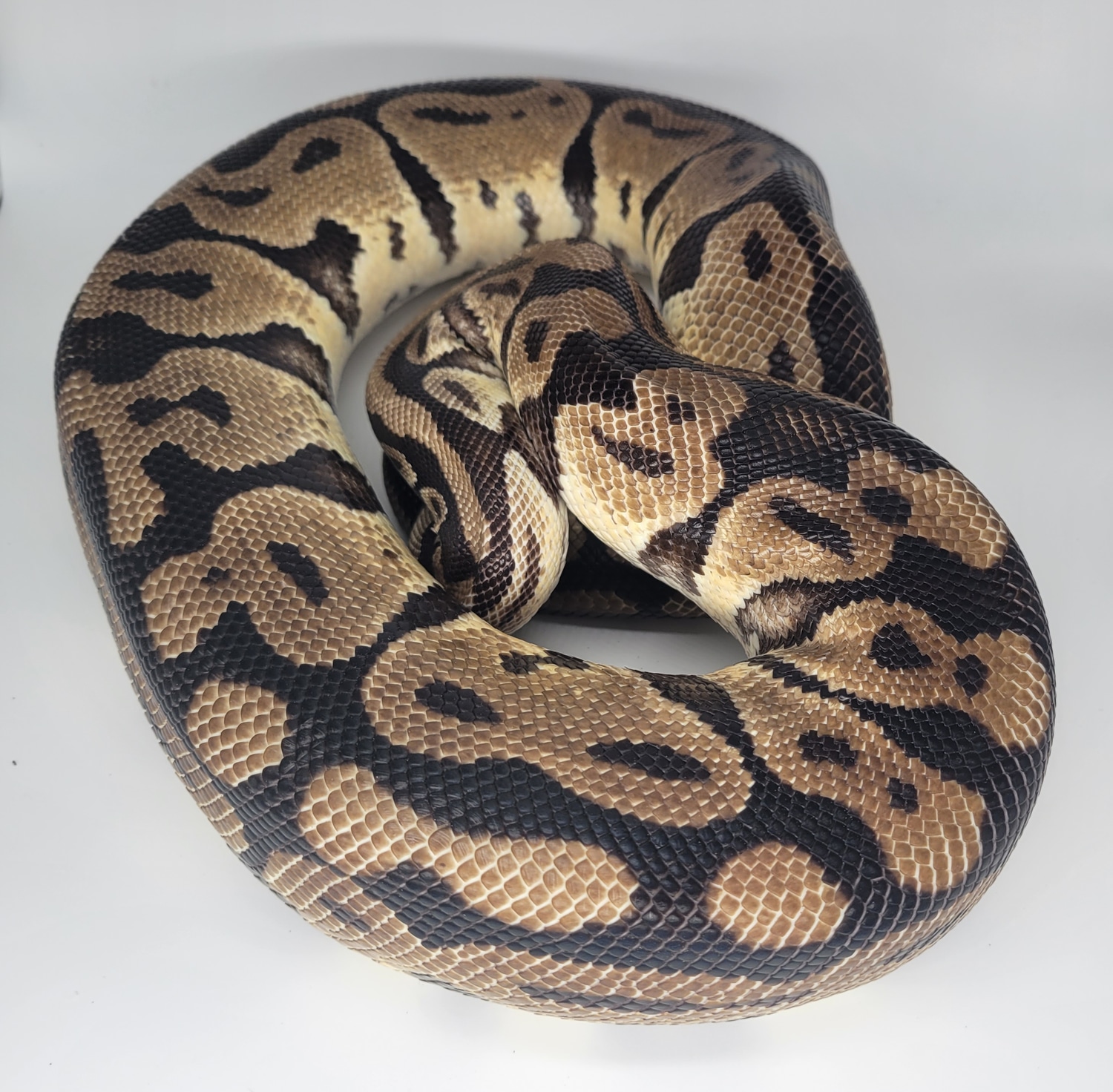 Pastel Congo Ball Python by Maple City Morphs - MorphMarket