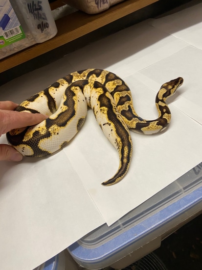 0.1 Pastel Sugar Enchi 997g Ball Python by Martin's Morph Operations