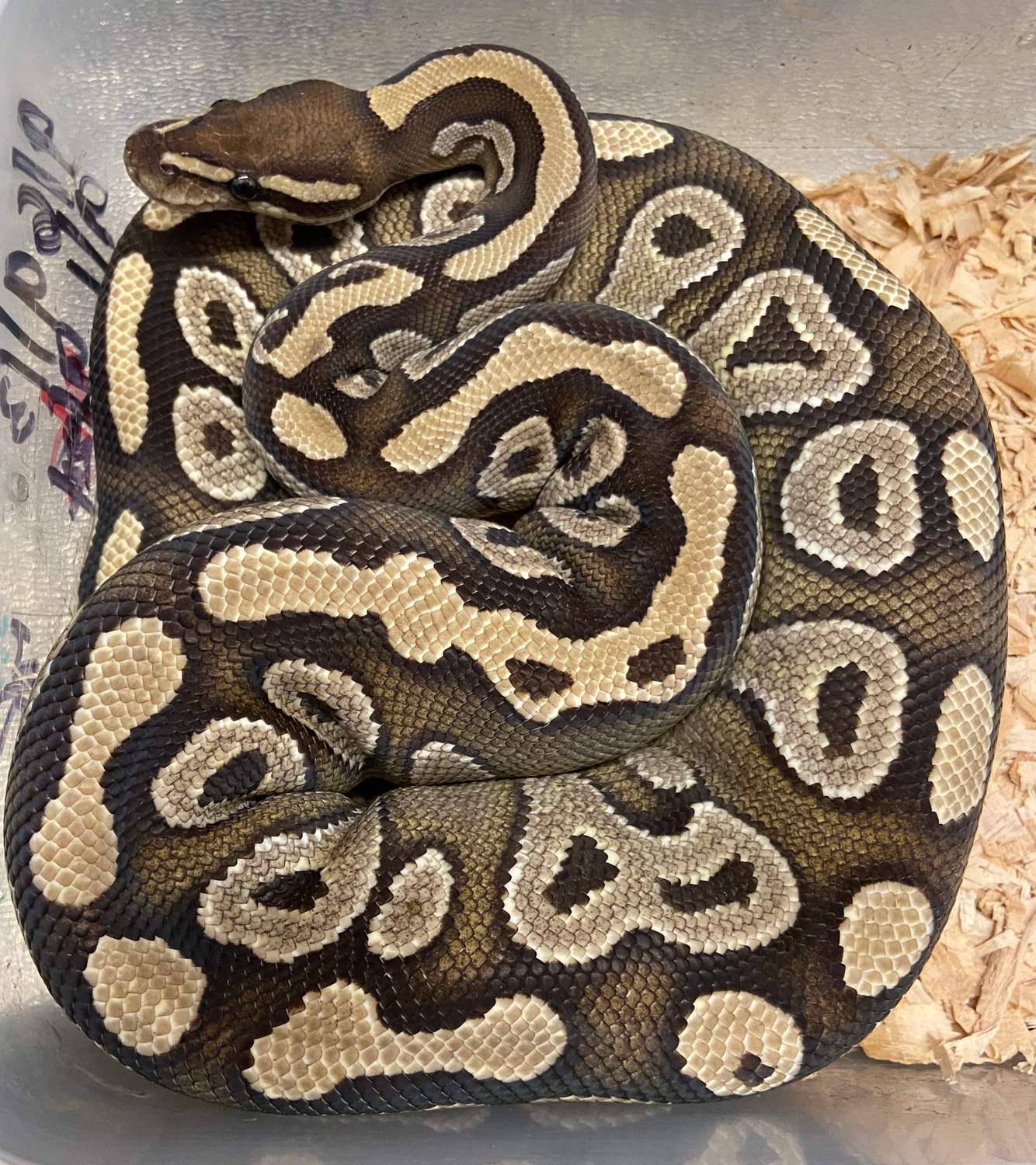 0.1 Red Gene Ringer Gene Mojave Yellowbelly Ball Python by Martin's ...