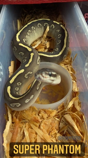 1.0 Super Phantom Ball Python by Martin's Morph Operations