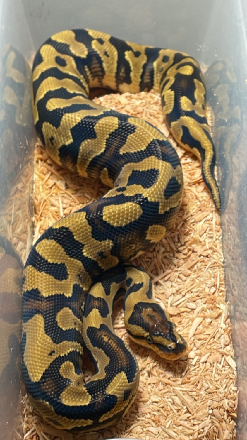 1.0 Crypton Orange Dream Yellow Belly Het Ultramel Ball Python by ...