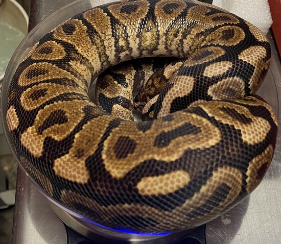 YB Spotnose Het Ultramel 66% Het Cryptic OR Clown Ball Python by Martin's Morph Operations
