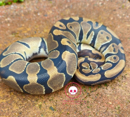 Normal Norma Ball Python by Unheavenly Creatures