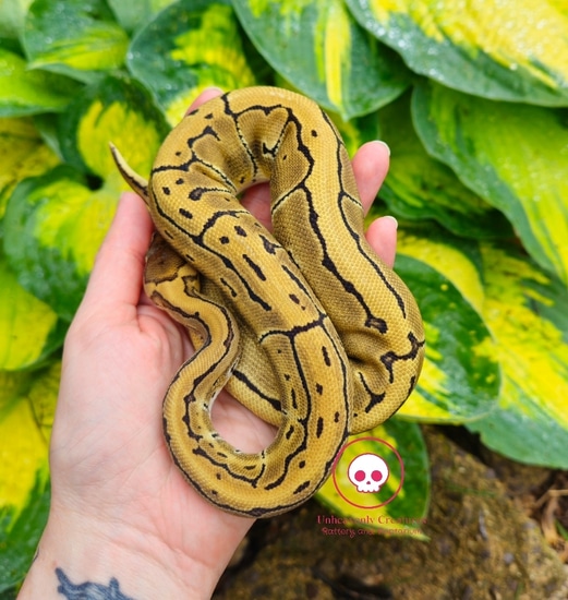 Pale Pinstripe Ball Python by Unheavenly Creatures
