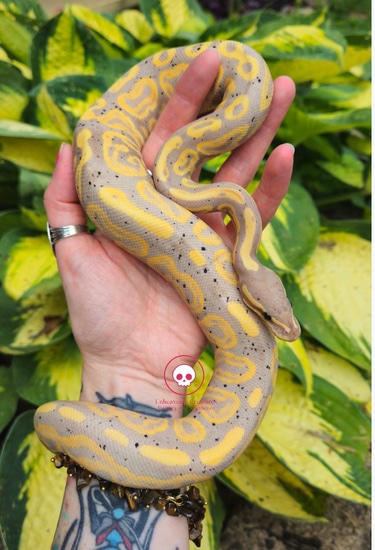 Black Pastel Banana Ball Python by Unheavenly Creatures