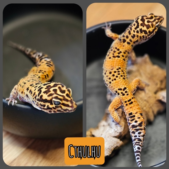 Cthulhu Leopard Gecko by Unheavenly Creatures