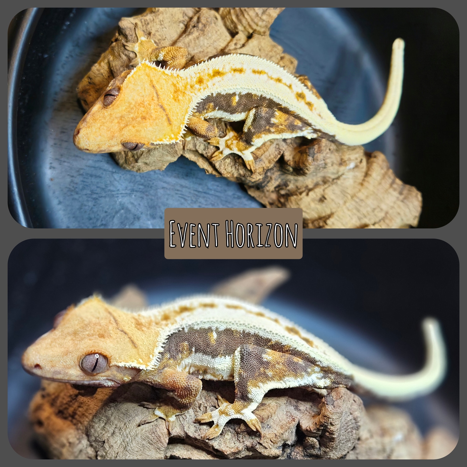 Unheavenly Creatures's Collection - MorphMarket