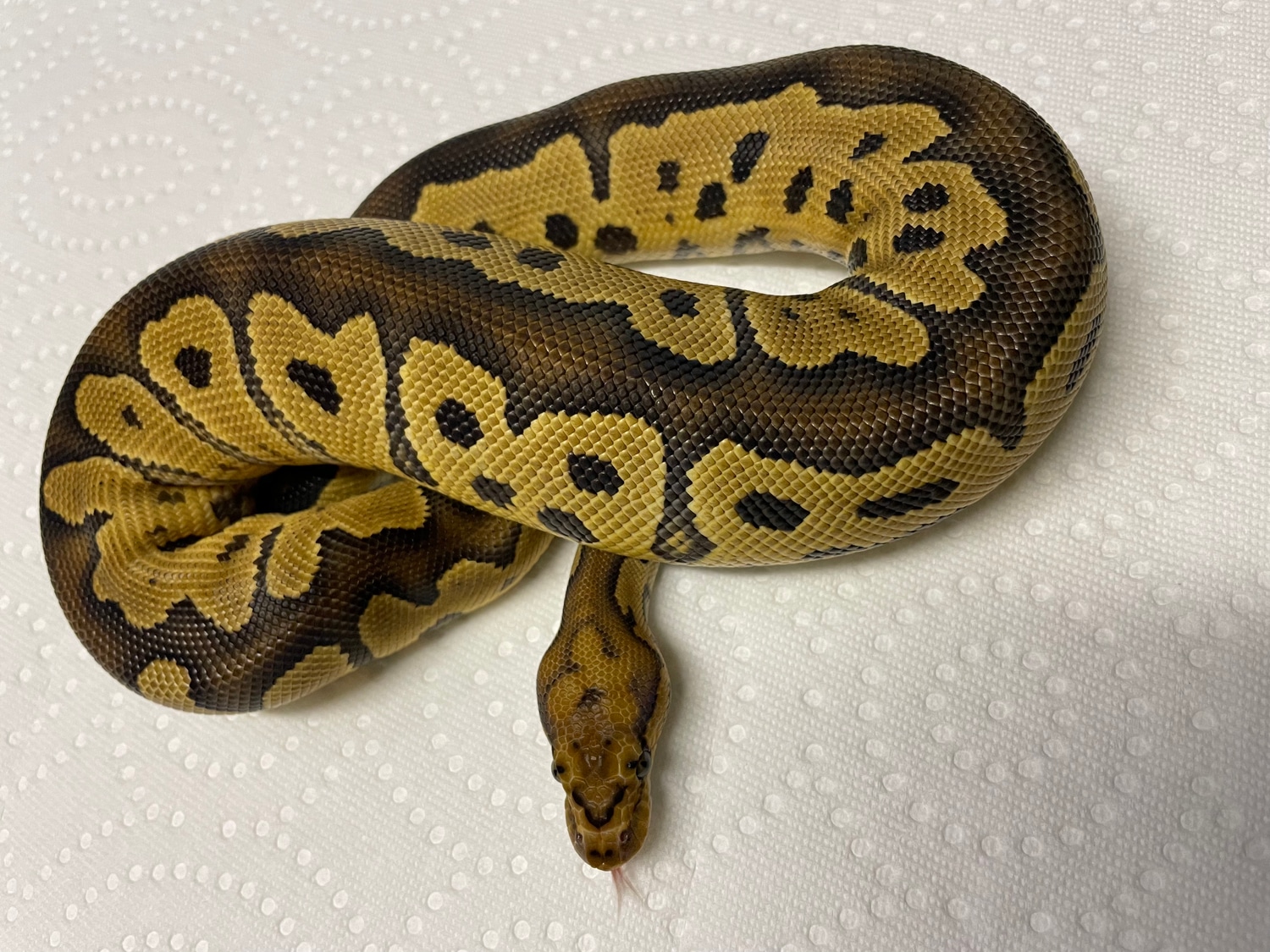 Clown 66% Het Pied Ball Python by Marbleized Morphs - MorphMarket