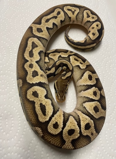 Pastel Fire Mojave Ball Python by Marbleized Morphs