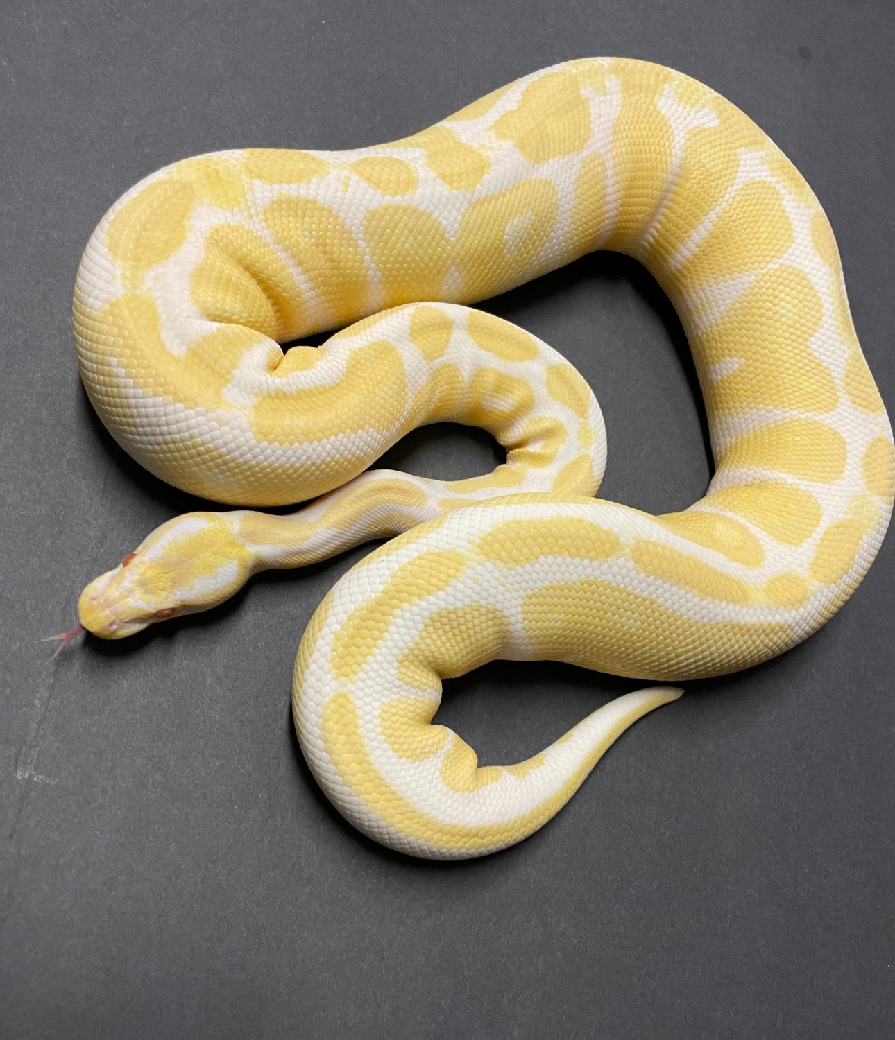 RTB Albino Ball Python by Marbleized Morphs - MorphMarket