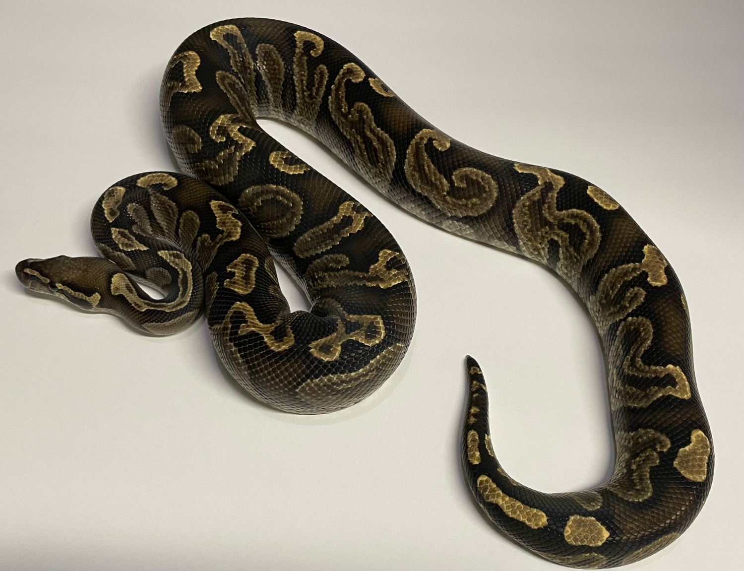 GHI Ball Python by Marbleized Morphs - MorphMarket