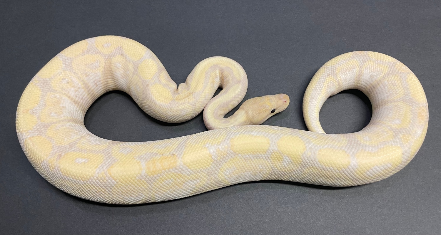 Super Banana Calico 100% Het Genetic Stripe Ball Python by Marbleized ...