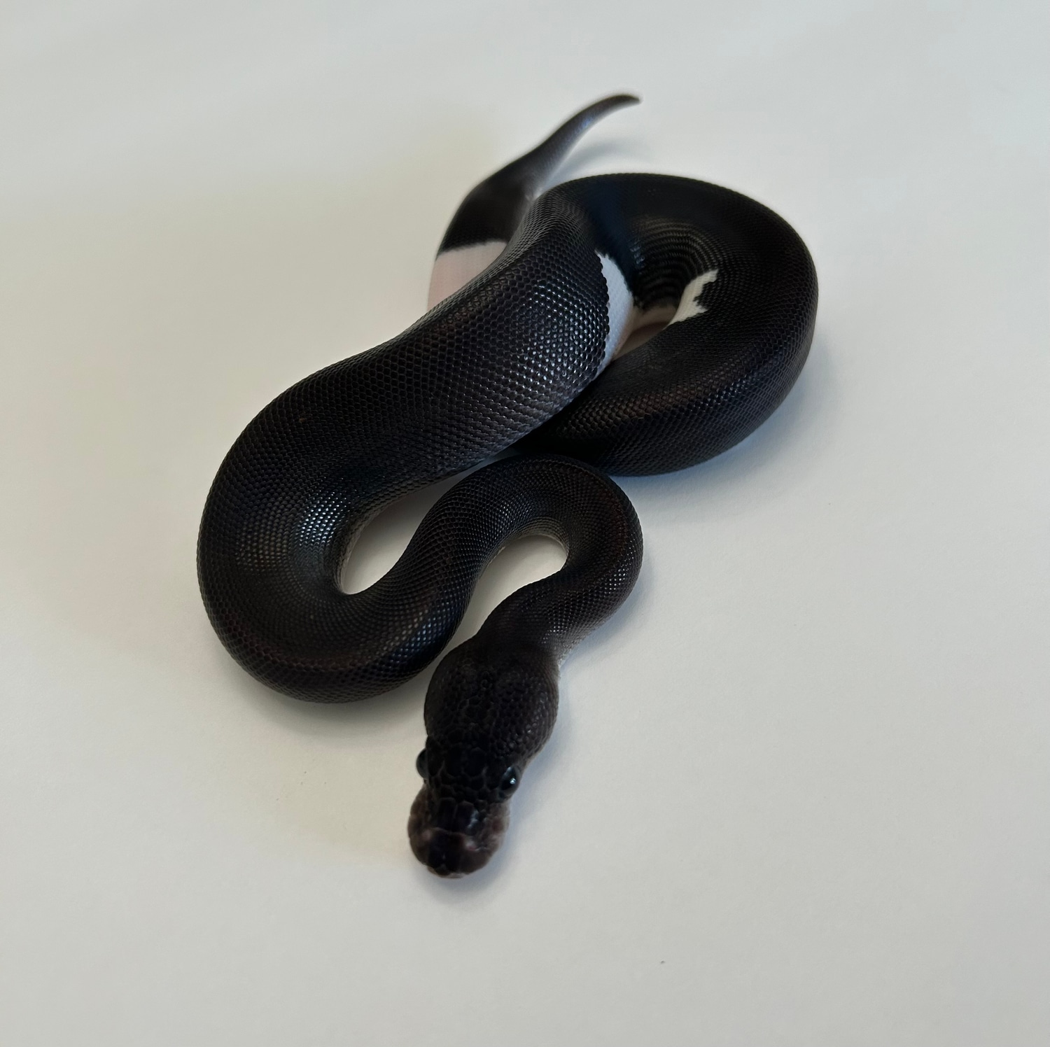 Barnhart Black Pastel Cinnamon Het Pied 66% Het Hypo Ball Python by Marbleized Morphs - MorphMarket