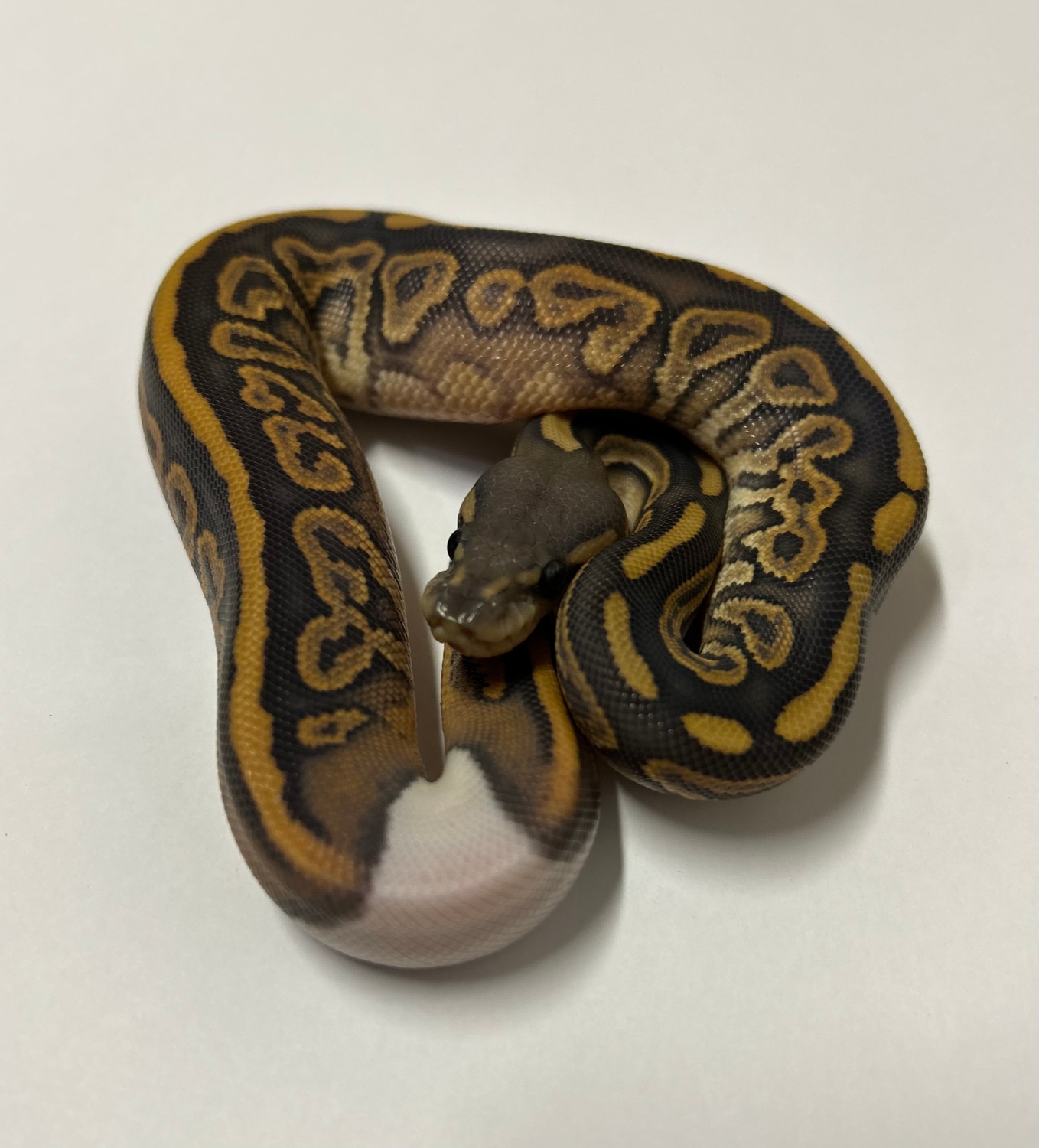 Barnhart Black Pastel Hypo Het Pied Ball Python by Marbleized Morphs ...