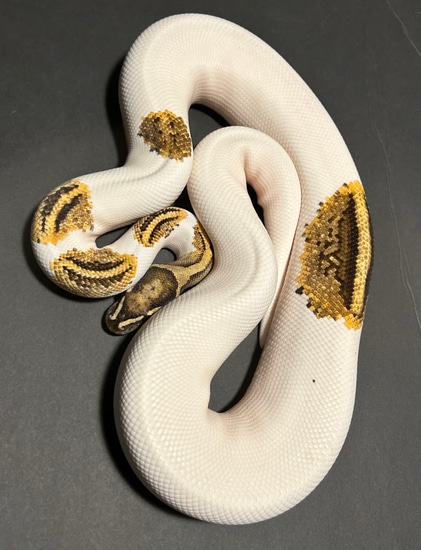 Yellowbelly Vanilla Pied Ball Python by Marbleized Morphs