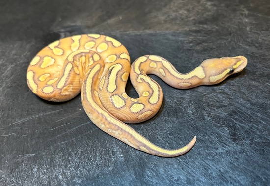 Banana Lesser Yellowbelly Calico 50% Het Hypo Ball Python by Marbleized ...