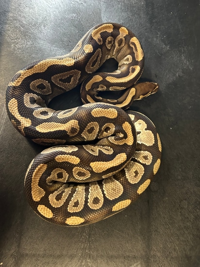 Proven Breeder Phantom Ball Python by Marbleized Morphs