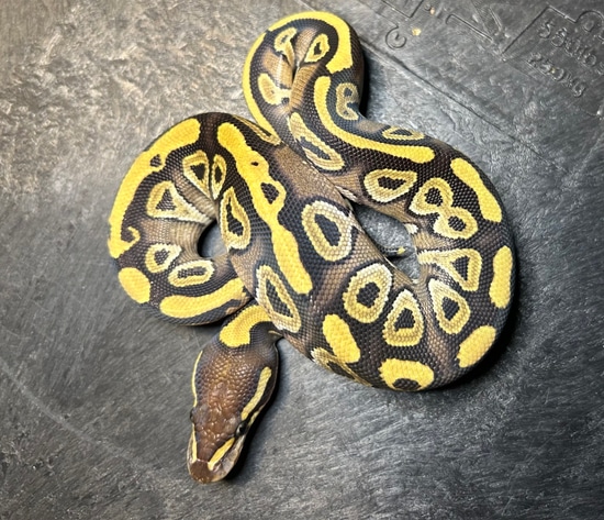 Mojave (Yb) 100% Het Clown Ball Python by Marbleized Morphs