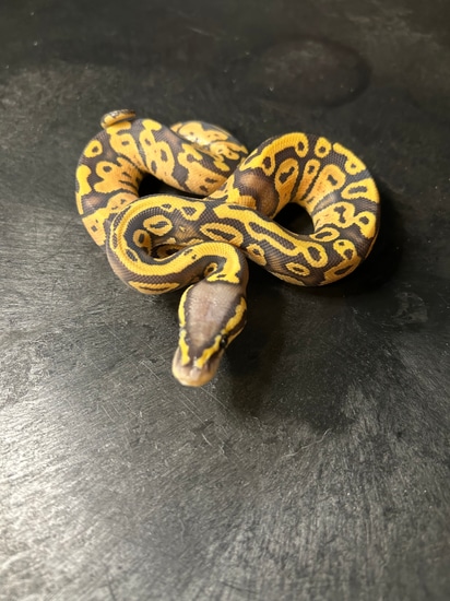 Pastel Hypo 100% Het Pied Ball Python by Marbleized Morphs