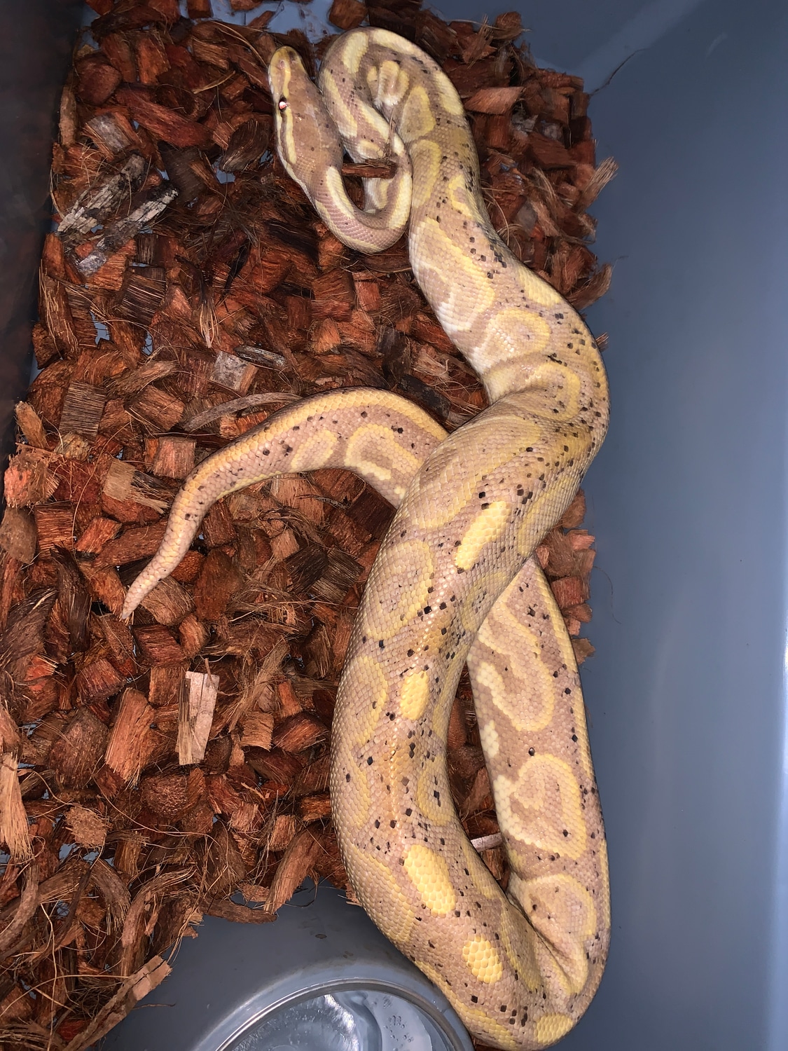 Male Black Pastel Banana Ball Python by MR Morphs - MorphMarket