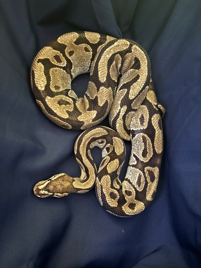 Fire PB Ball Python by Marcs Snake Planet