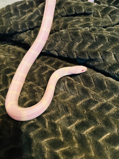 Albino Banded California Kingsnake by Wicked Scales
