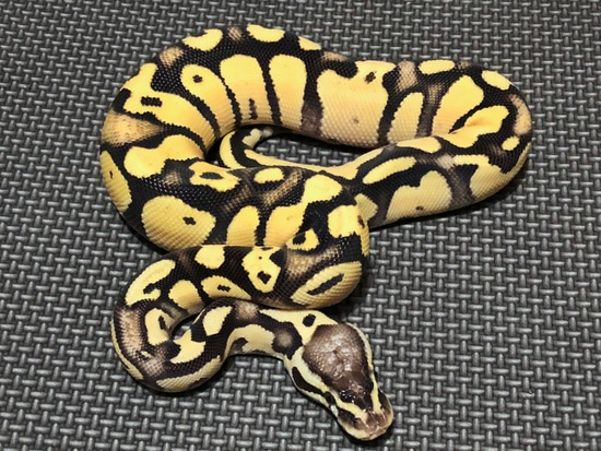 Super Orange Dream Pastel Fire 66% Het Clown Ball Python by Marc Bailey ...