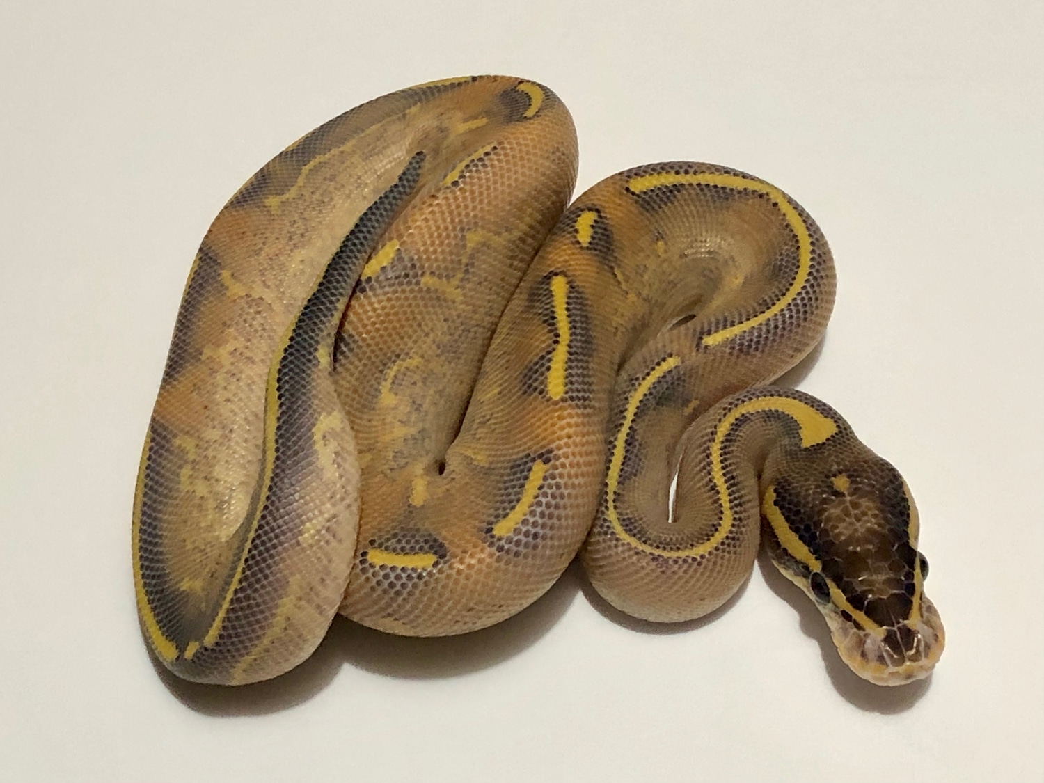 Highway Ball Python by Marc Bailey Reptiles - MorphMarket