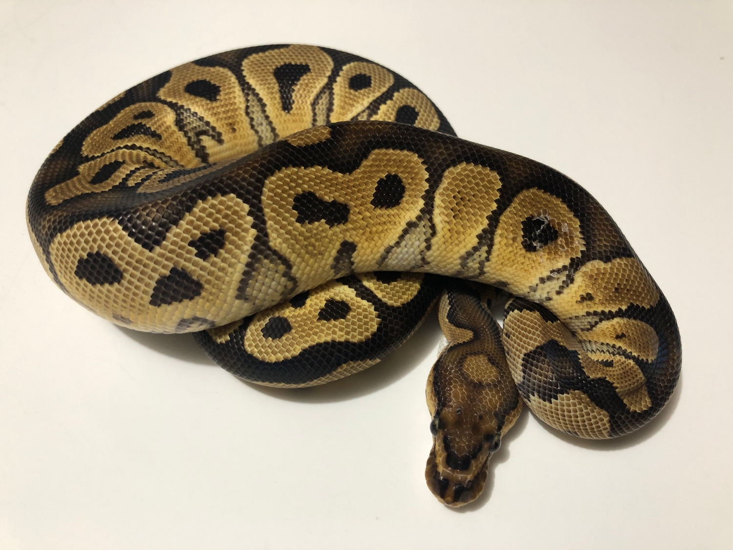 Yellow Belly Clown Ball Python by Marc Bailey Reptiles - MorphMarket