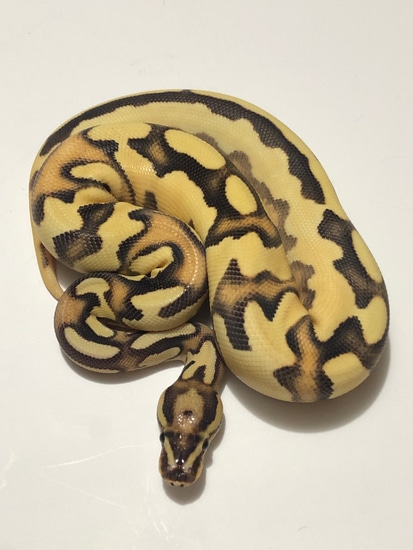 Super Orange Dream Yellow Belly Fire Ball Python by Marc Bailey Reptiles