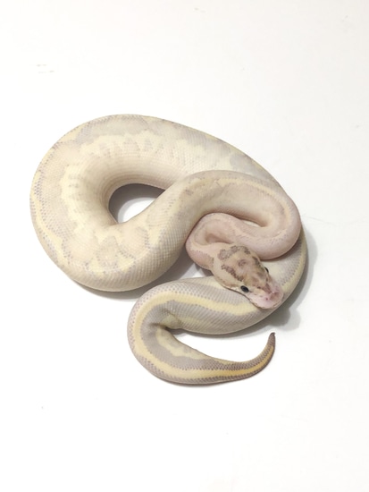 Leopard Ivory Ball Python by Marc Bailey Reptiles
