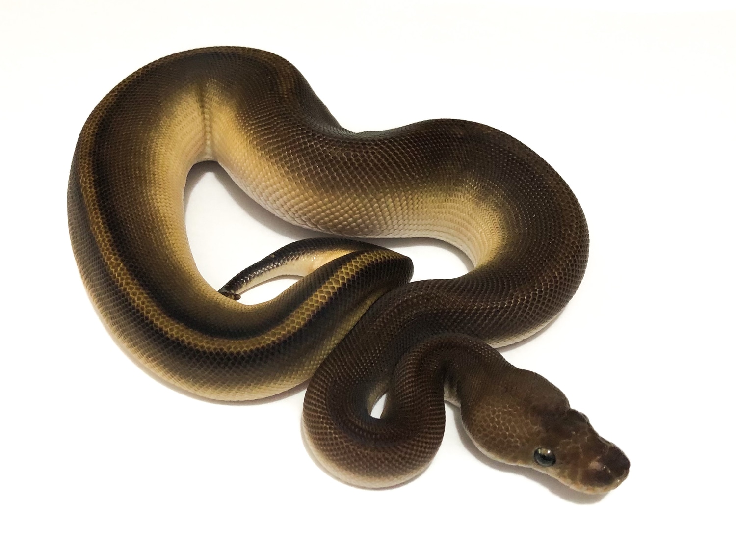 Orange Dream Suma Het Clown Ball Python by Marc Bailey Reptiles ...