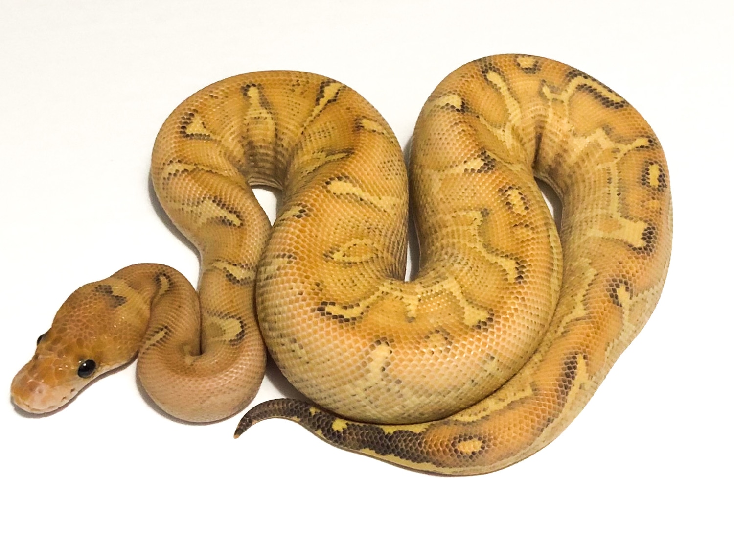 Highway Clown Ball Python by Marc Bailey Reptiles - MorphMarket