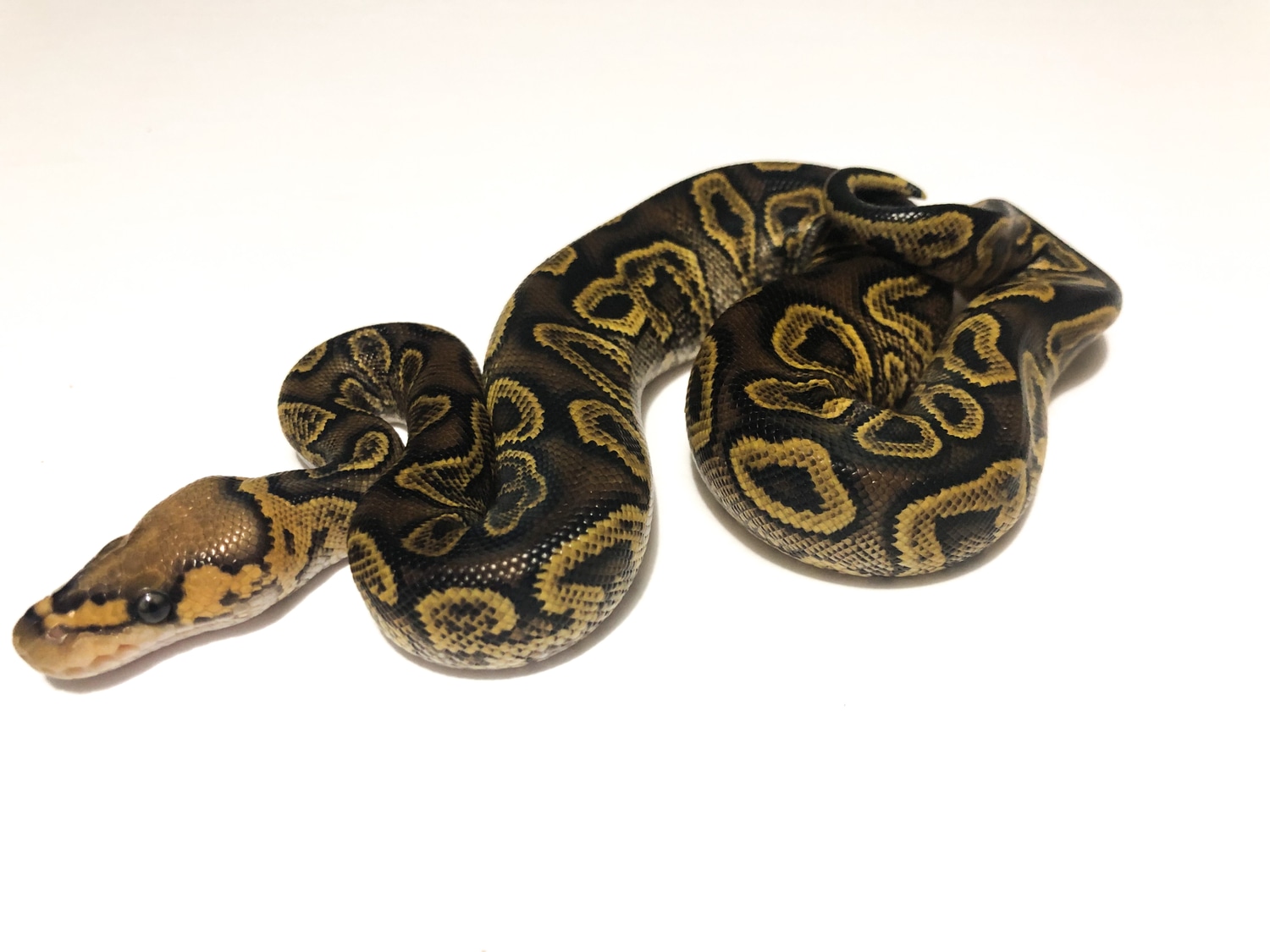 Mahogany Ghi Yellowbelly Clown Ball Python by Marc Bailey Reptiles ...
