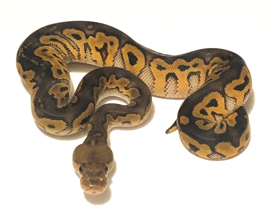Cinnamon Yellowbelly Ben Rennick Gene Clown Ball Python by Marc Bailey ...