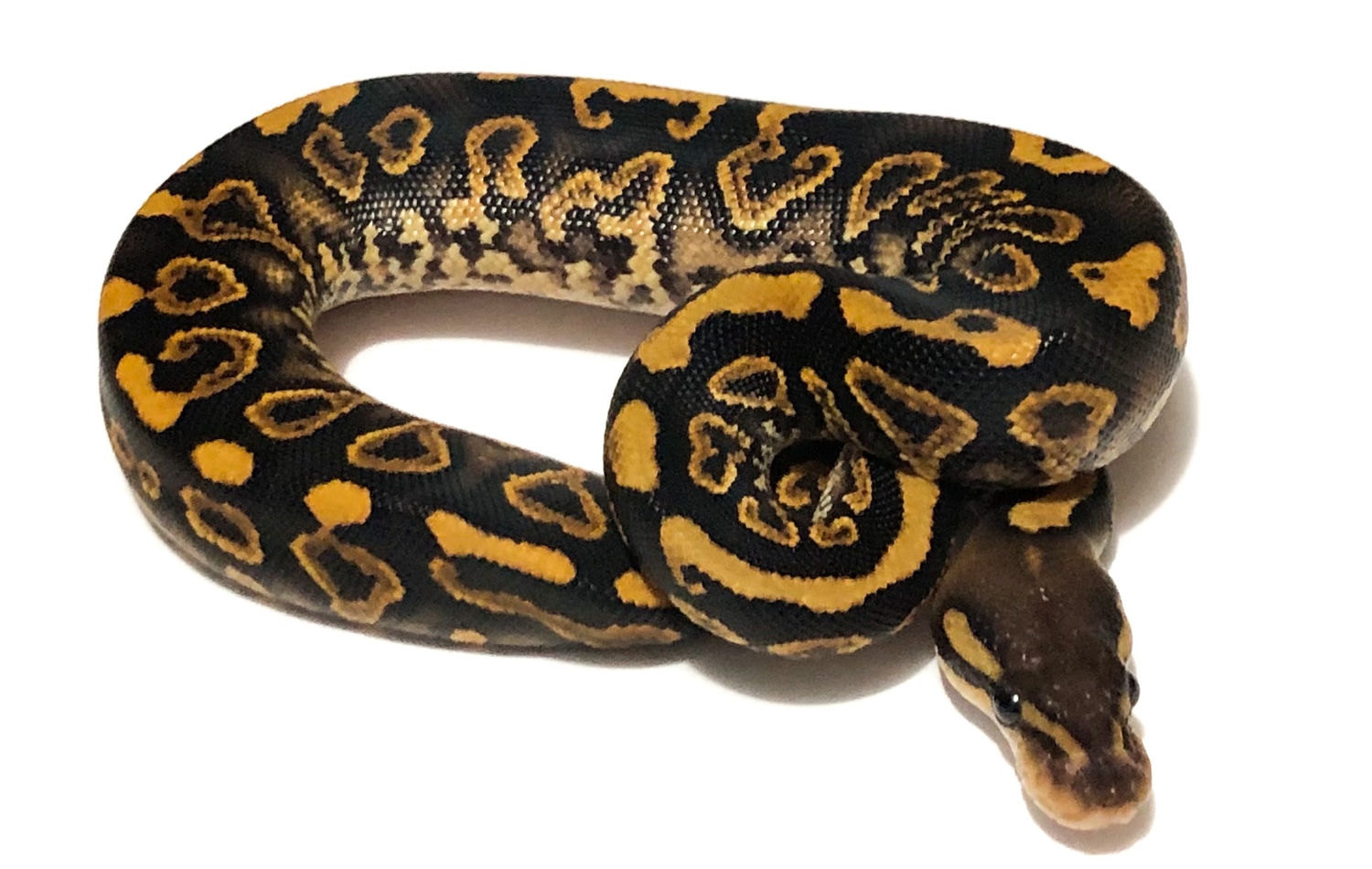 Ghi Cinnamon Yellowbelly Het Clown Ball Python by Marc Bailey Reptiles ...