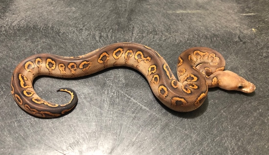 Ghi Cinnamon Yellowbelly Ben Rennick Gene Clown Ball Python by Marc ...