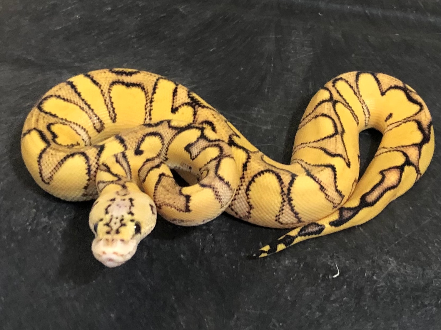 Ghi Pastel Enchi Possible Yellow Belly Clown Ball Python by Marc Bailey ...
