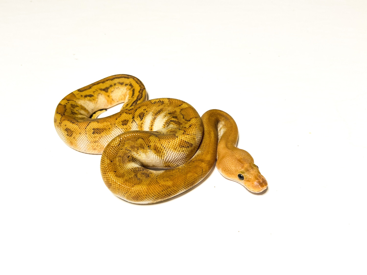 Wookie Hidden Gene Woma Vanilla Clown Ball Python by Marc Bailey ...