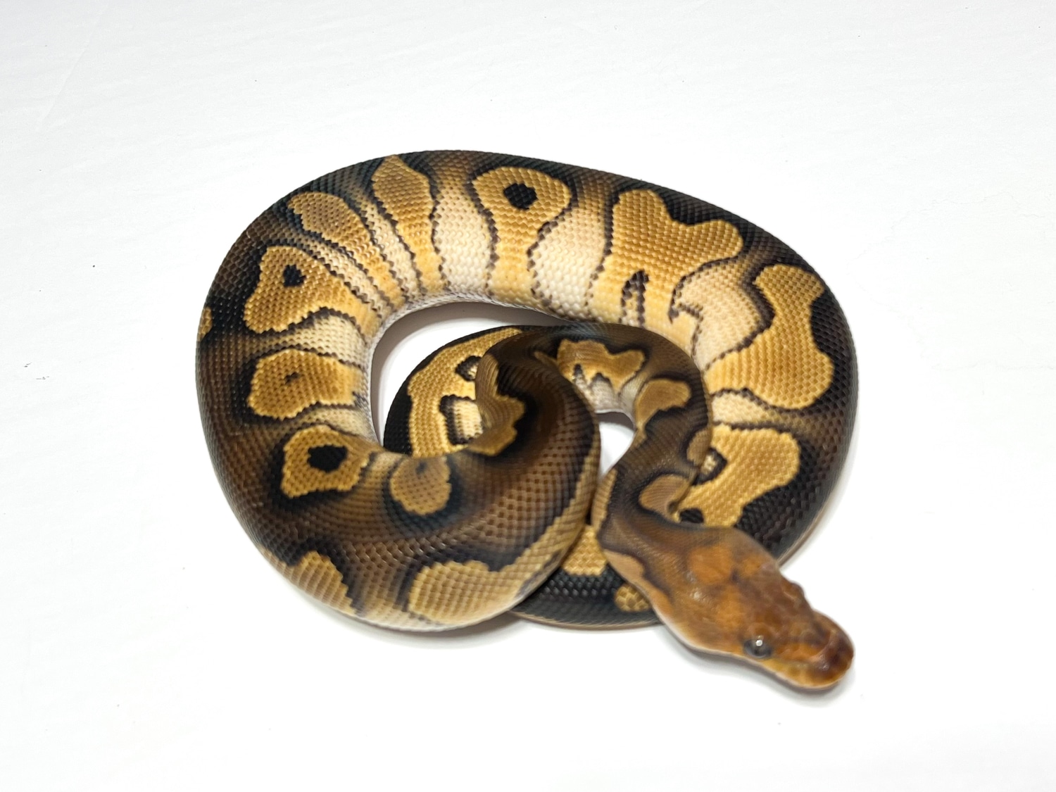 Wookie Enchi Clown Ball Python by Marc Bailey Reptiles - MorphMarket