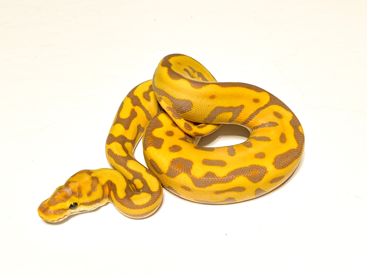 Orange Dream Banana Batman Ball Python by Marc Bailey Reptiles ...