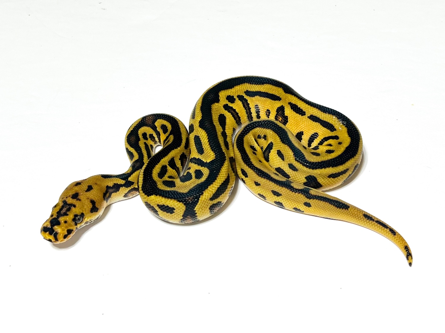 Batman Ball Python by Marc Bailey Reptiles - MorphMarket