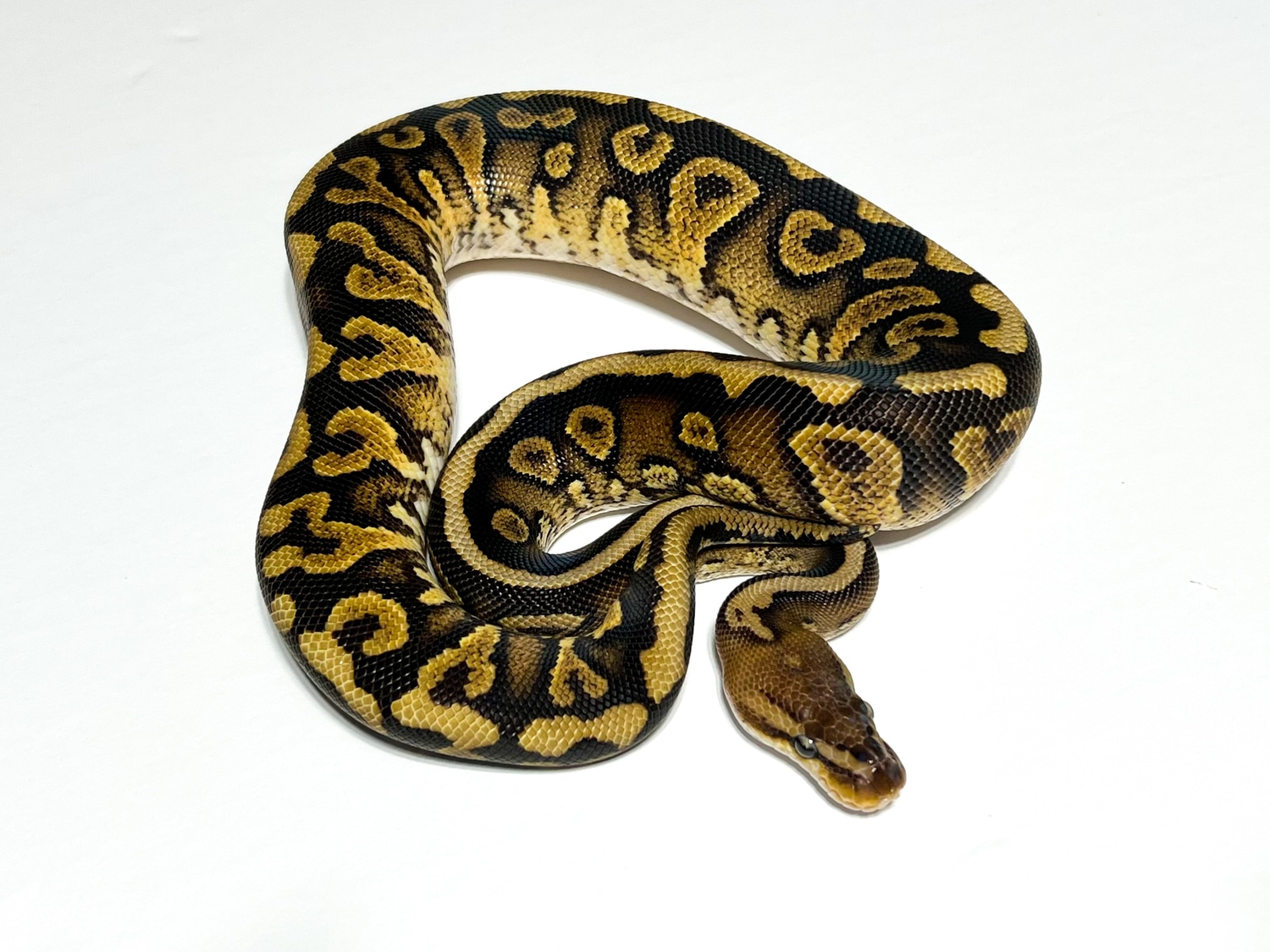 Wookie Spotnose Het Clown Ball Python by Marc Bailey Reptiles - MorphMarket
