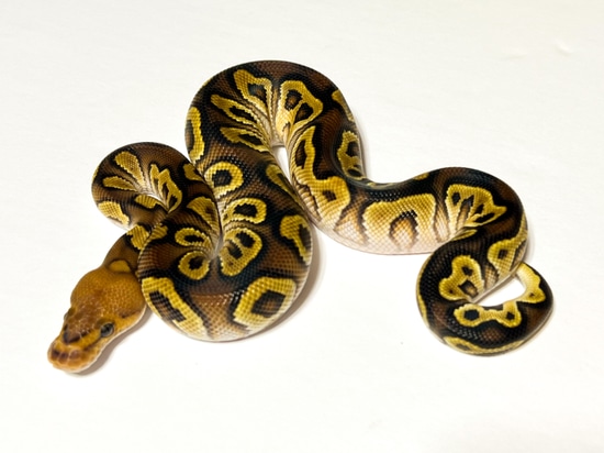 Cypress Clown Ball Python by Marc Bailey Reptiles