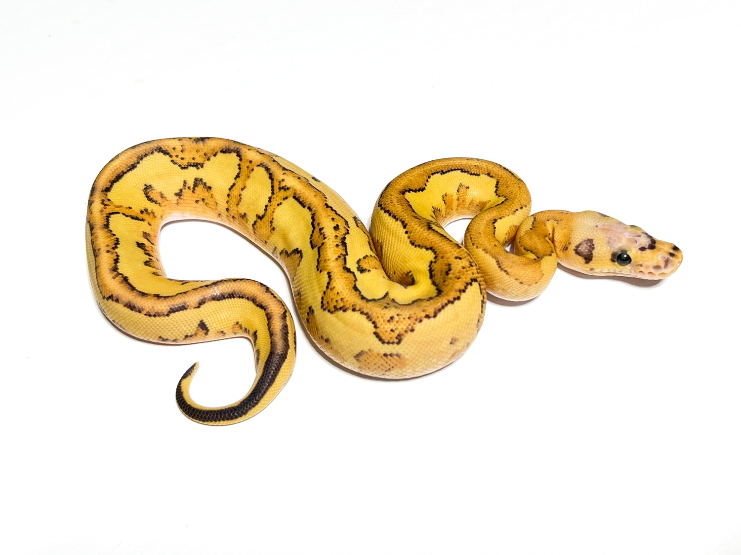 Orange Dream Yellowbelly Vanilla Cream Clown Ball Python by Marc Bailey ...