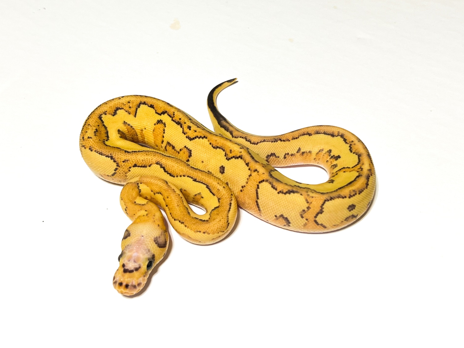 Orange Dream Yellowbelly Vanilla Cream Clown Ball Python by Marc Bailey ...