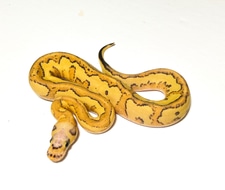 Orange Dream Yellowbelly Vanilla Cream Clown Ball Python by Marc Bailey ...