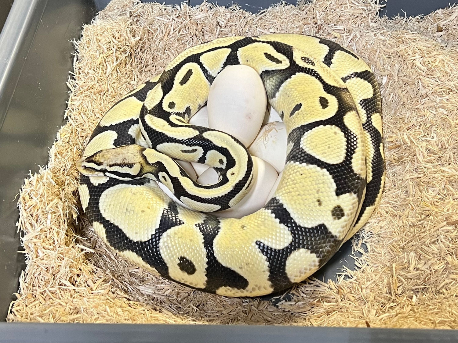 Desert Ghost Pastel Ball Python by Marc Bailey Reptiles - MorphMarket