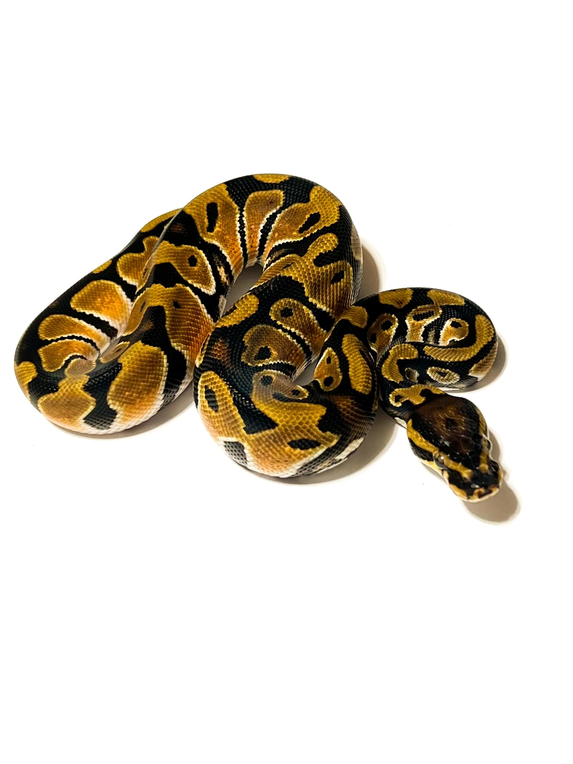 Orange Dream Het Ultramel Het Pied Ball Python by Marc Bailey Reptiles ...