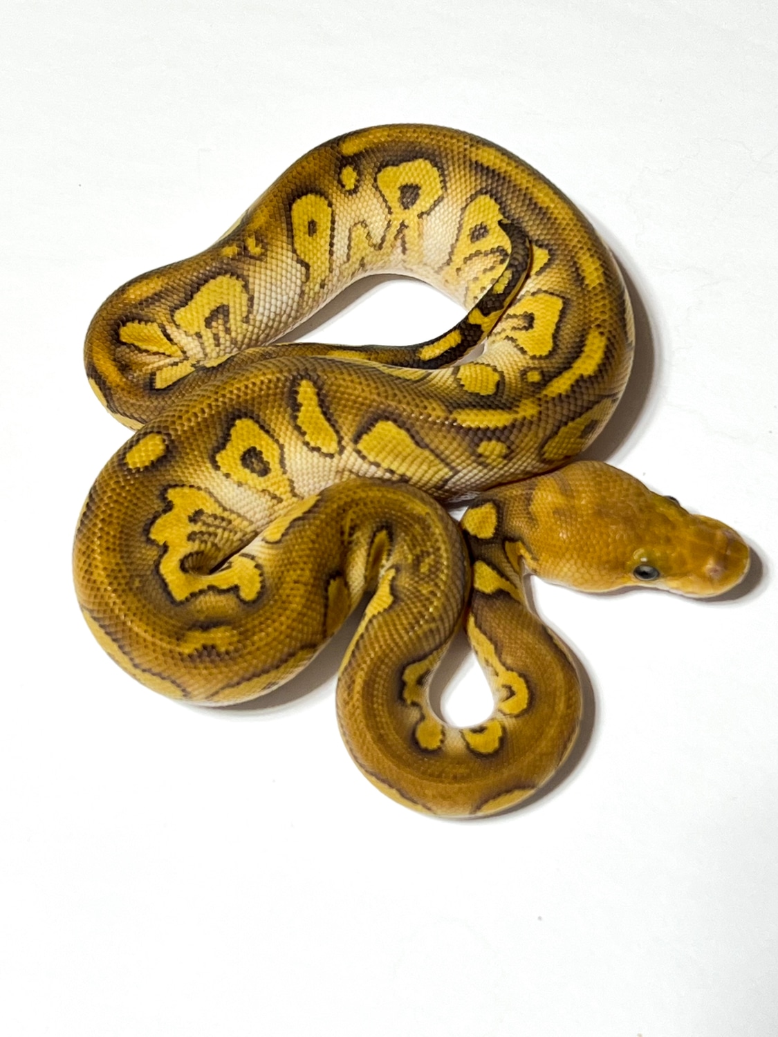 Wookie Butter Clown Ball Python by Marc Bailey Reptiles - MorphMarket
